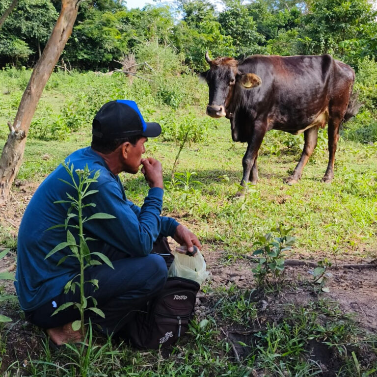 Agriculturas indígenas y campesinas, identidad q'eqchi' y construcción ...