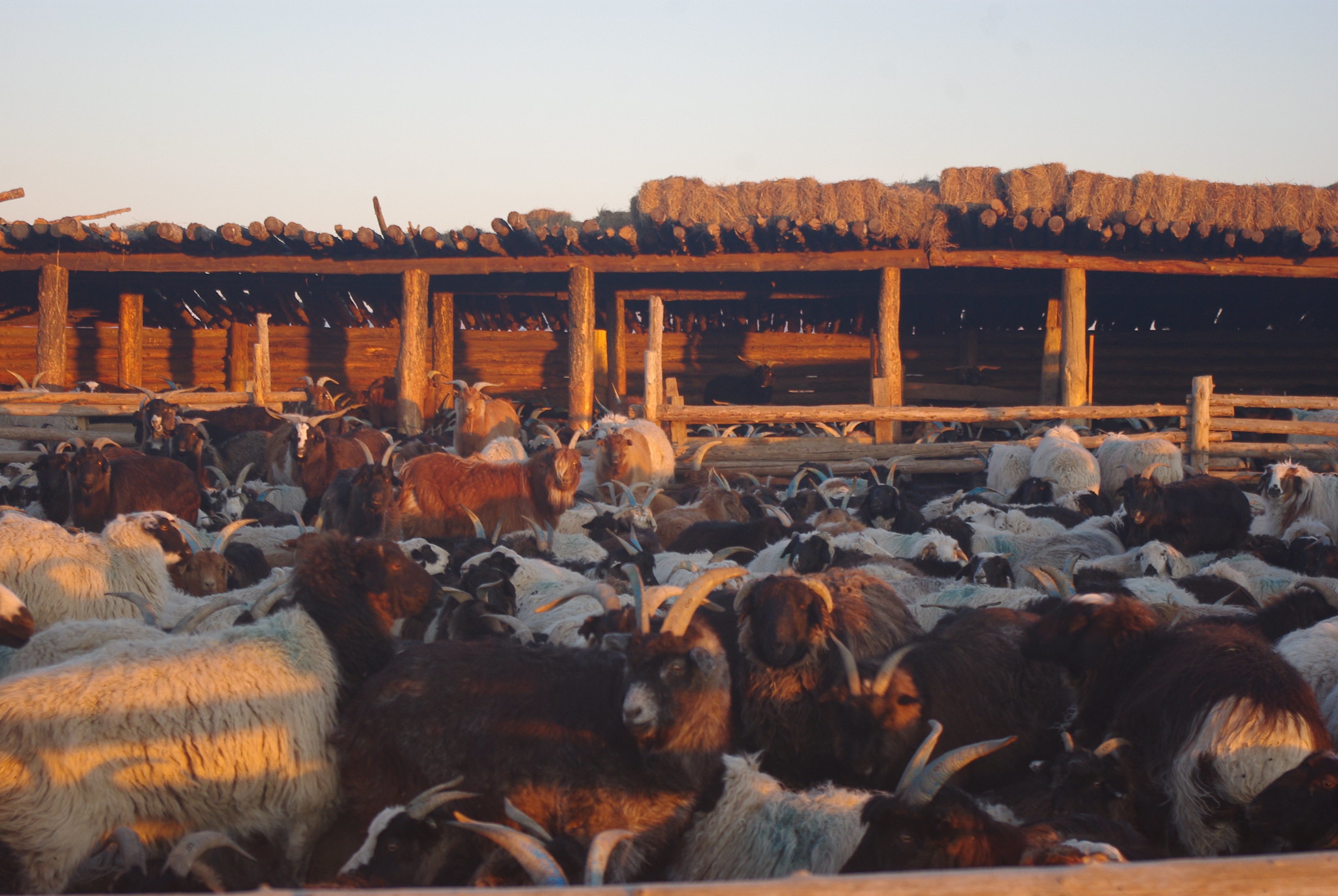 A sustainable and self-sufficient cashmere industry in Mongolia - AVSF ...